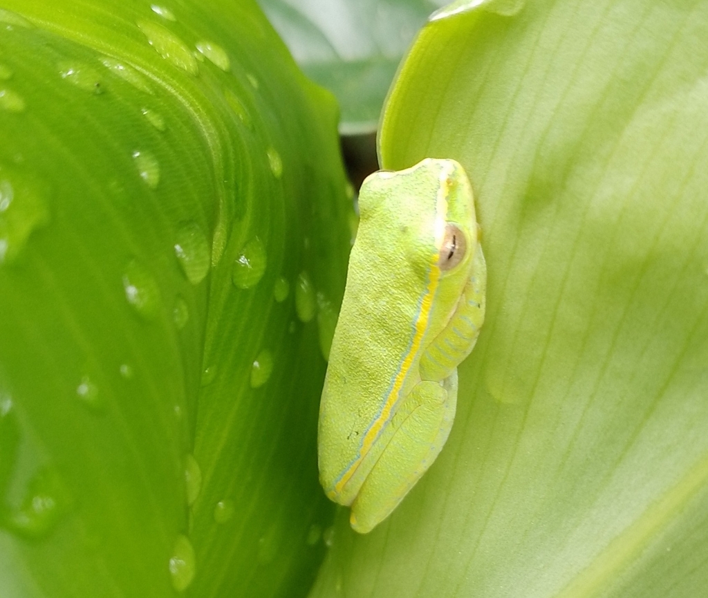 winged gliding frog in September 2023 by Thileepan · iNaturalist