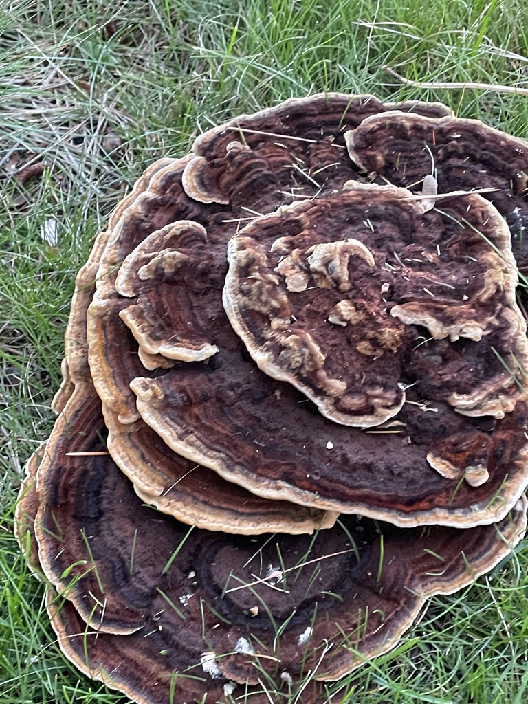 Dyer's Polypore in September 2023 by whibby. Approximately 45x30cm ...