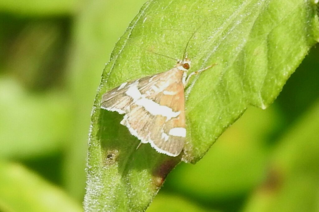 Hawaiian Beet Webworm Moth from Arthur R. Marshall Loxahatchee Wildlife ...