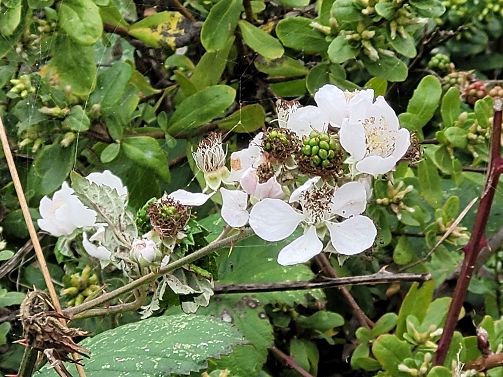European blackberry complex from Klamath, CA 95548, USA on September 18 ...