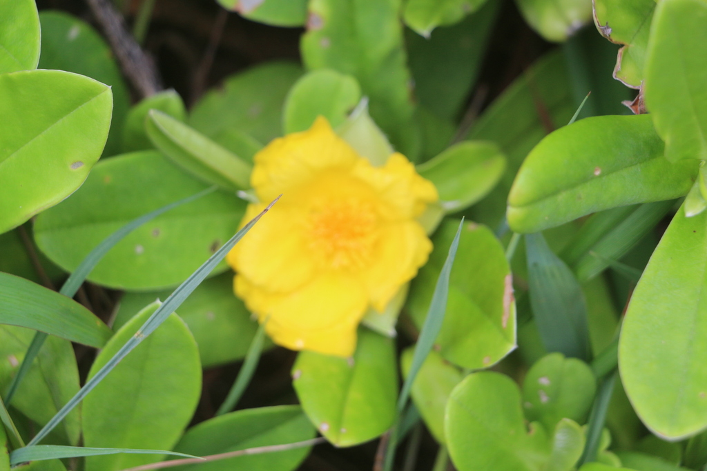 Climbing Guinea flower from Sunshine Coast QLD, Australia on February 7, 2016 at 12:41 AM by ...
