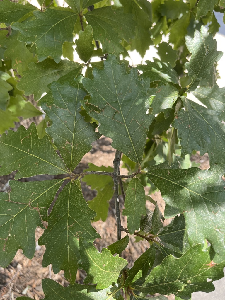swamp white oak from E Columbia St, Colorado Springs, CO, US on ...
