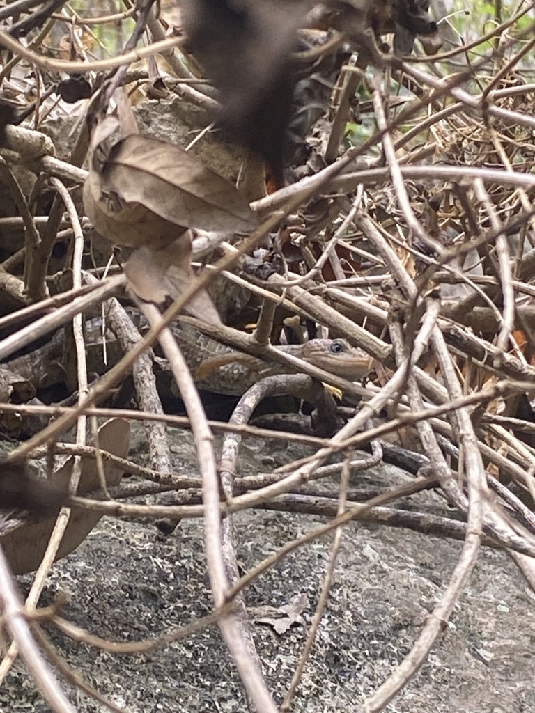 Texas Alligator Lizard in September 2023 by Ryan Collister · iNaturalist