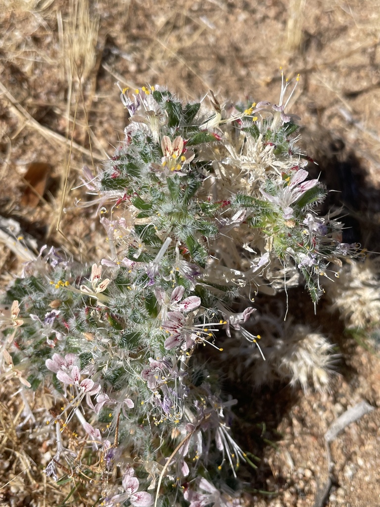 desert calico from Los Angeles County, US-CA, US on September 18, 2023 ...