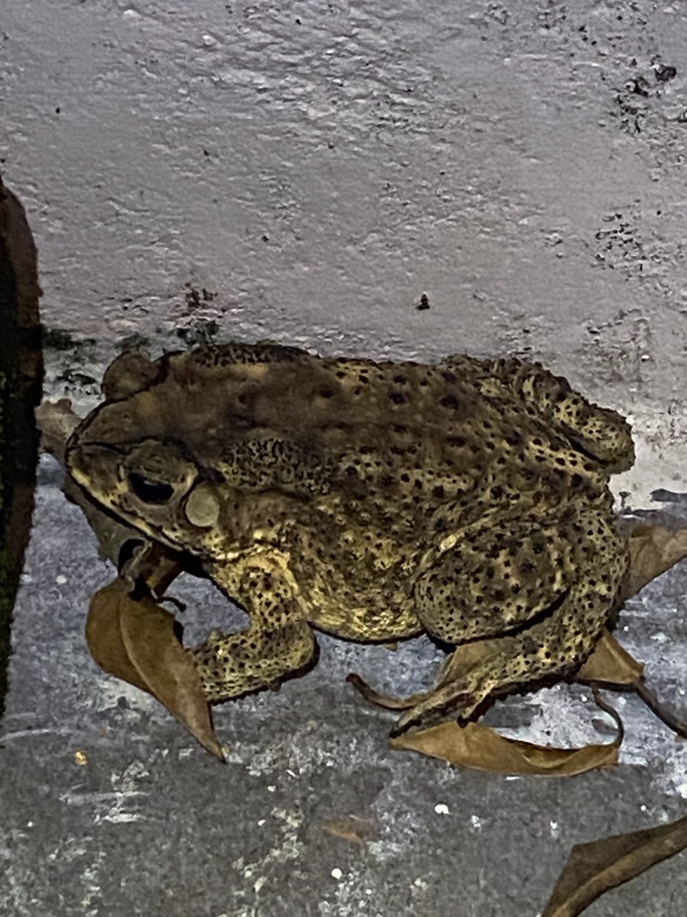 Asian Common Toad from Lantau Island, Lantau Island, New Territories ...