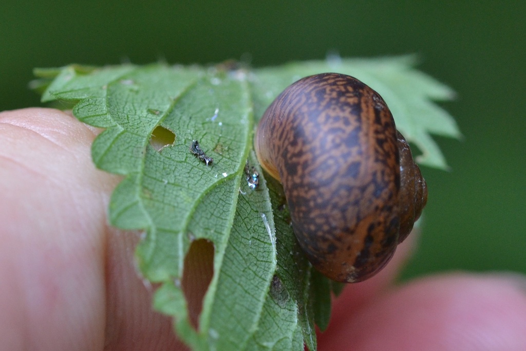 Bush snail from 293 07 Hrdlořezy, Česko on September 13, 2023 at 04:37 ...