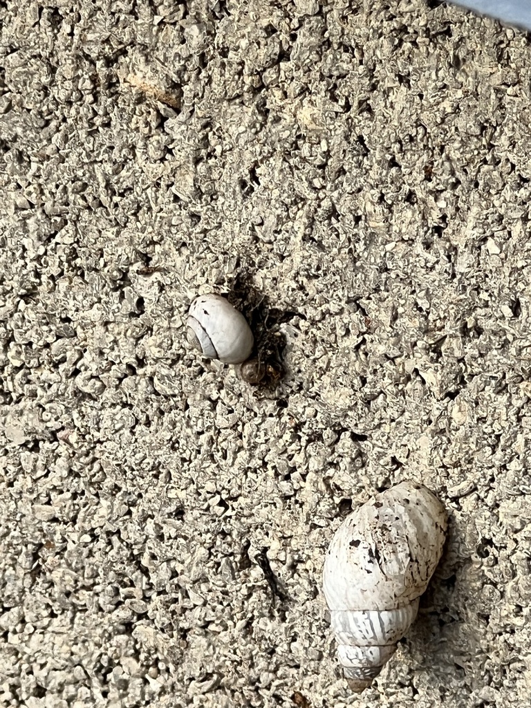 Rabdotus from S Hackberry Ave, New Braunfels, TX, US on September 17 ...