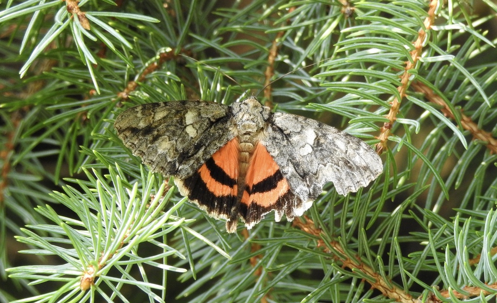 Mother Underwing Moth from Rosetta McClain Gardens, Toronto, ON, Canada ...