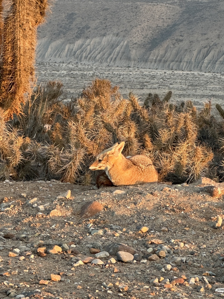 Chilla from Océano Pacífico Sur, Atacama, CL on September 17, 2023 at ...