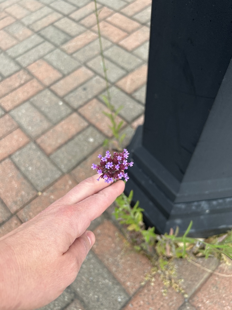 purpletop vervain from Rue de la Gare, St-Jérôme, QC, CA on September ...