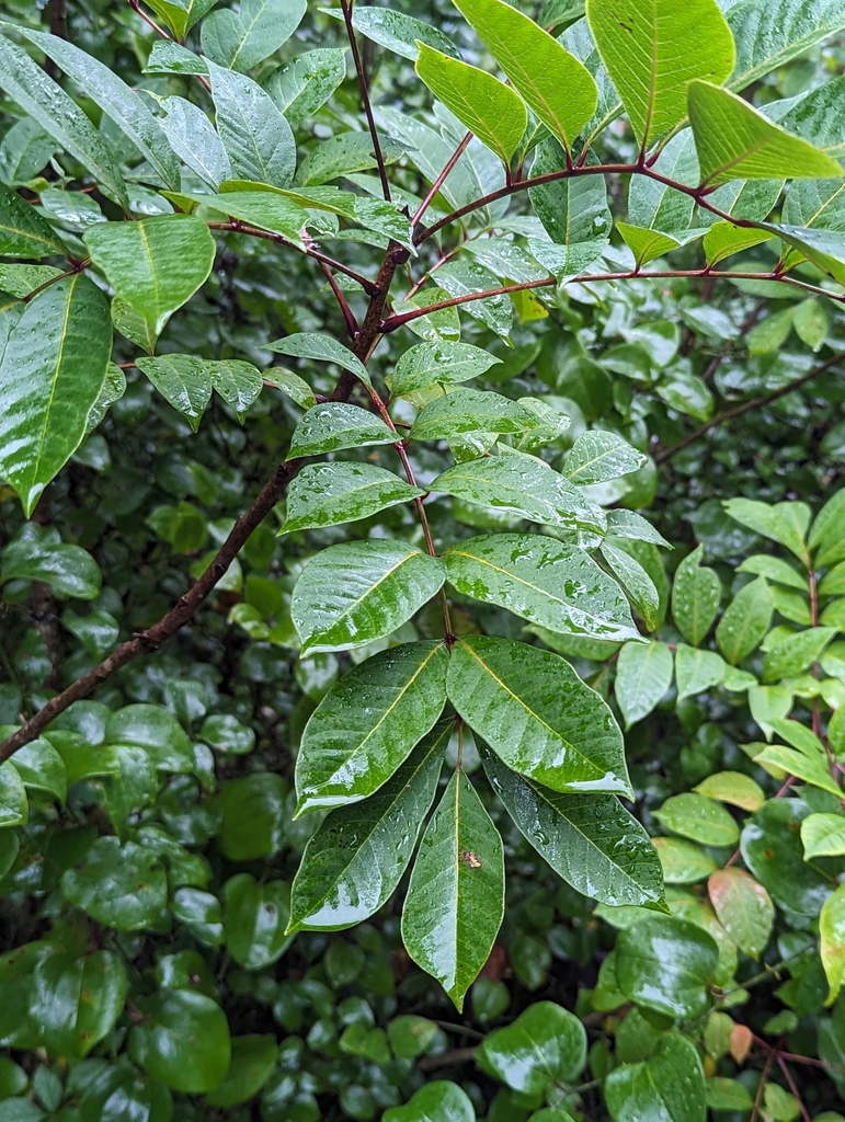 poison sumac from Chatham, NJ 07928, USA on September 18, 2023 at 02:16 ...