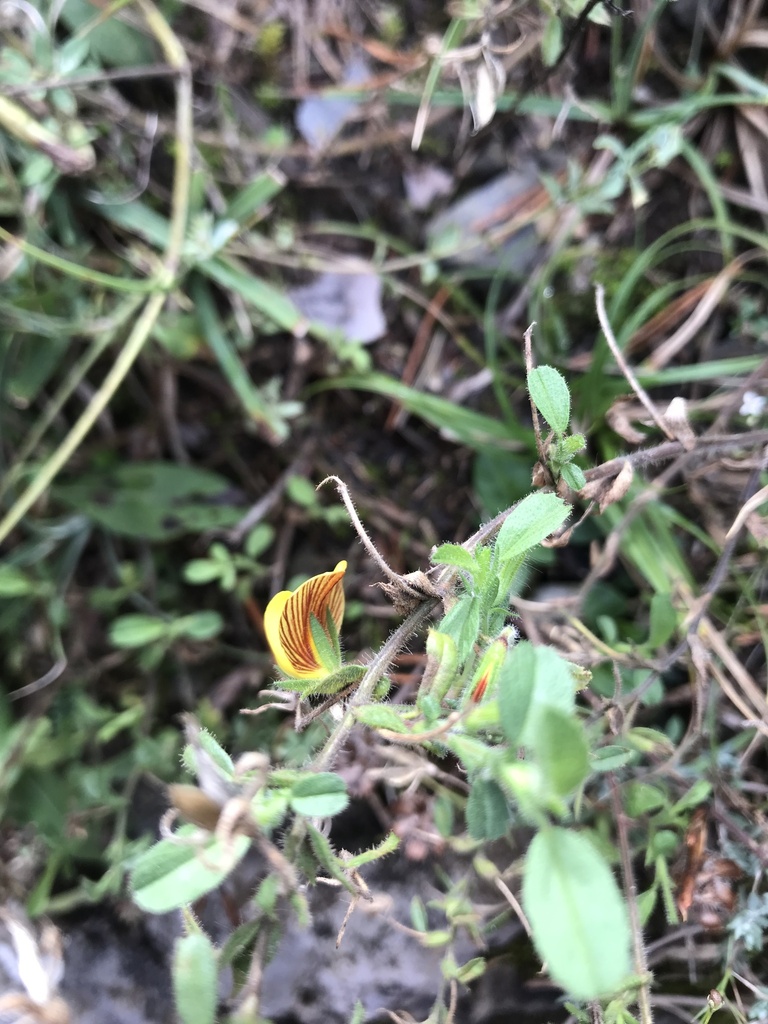 yellow restharrow from HU-631, Fanlo, Huesca, ES on September 17, 2023 ...