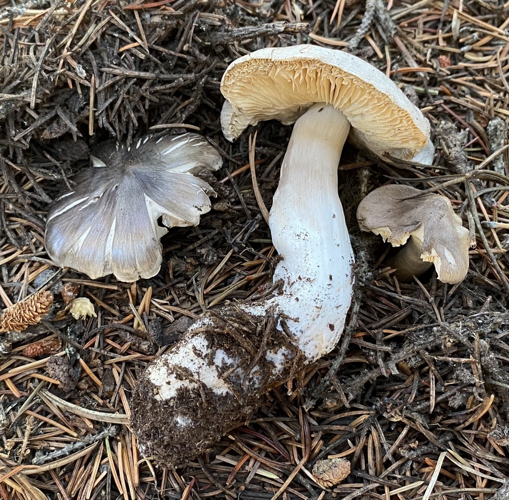 Tricholoma subacutum from Payette National Forest, McCall, ID, US on ...