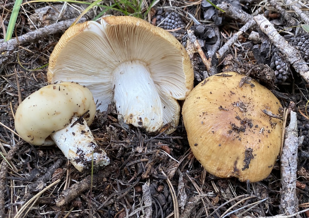 Ingratae from Payette National Forest, McCall, ID, US on September 17 ...