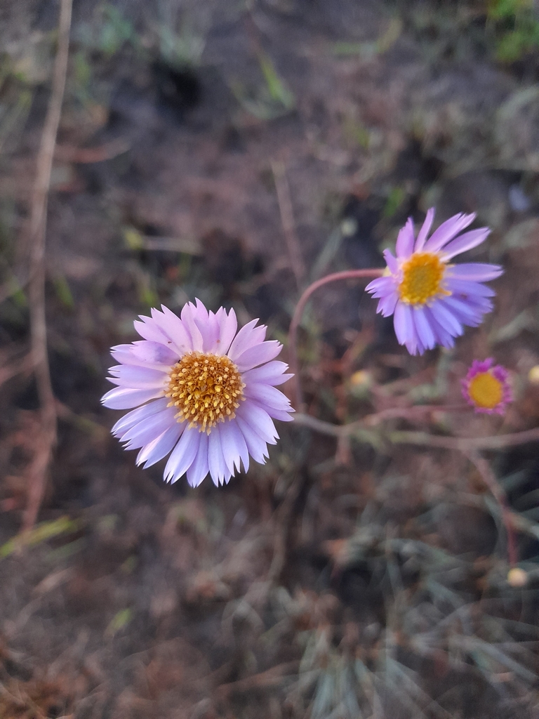 Afroaster serrulatus from Sterkfontein DMA, South Africa on September ...