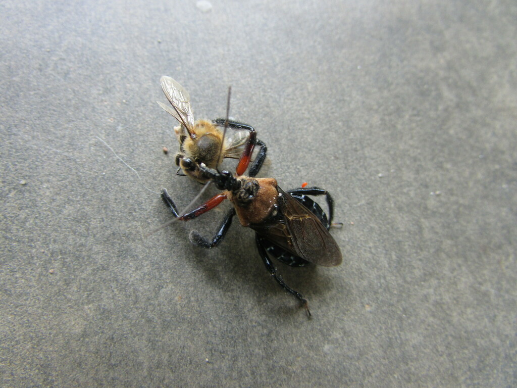 Bee Assassins from Maraú-BA on September 18, 2023 at 03:14 PM by ...