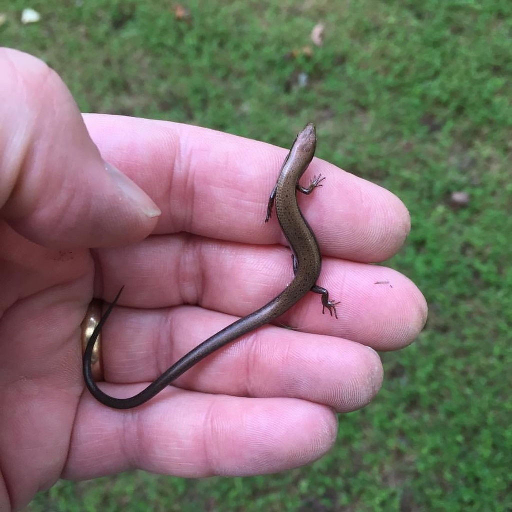 Little Brown Skink from Hotelling Ct, Chapel Hill, NC, US on August 18 ...