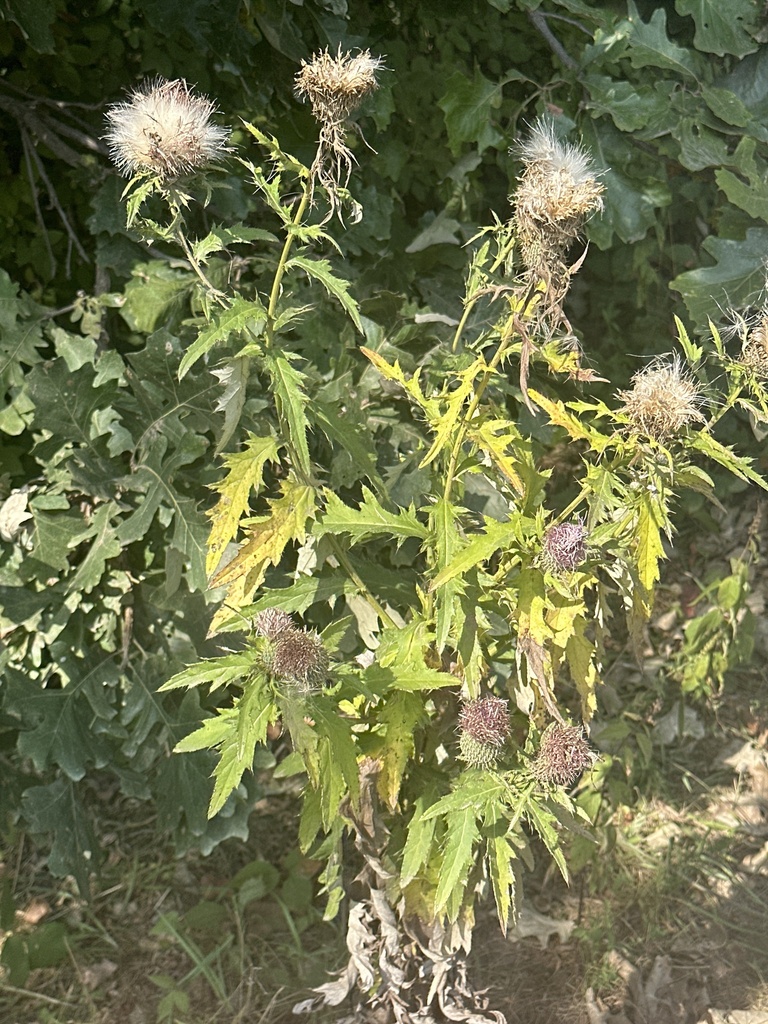 field thistle from Grimes, IA, US on September 18, 2023 at 02:17 PM by ...