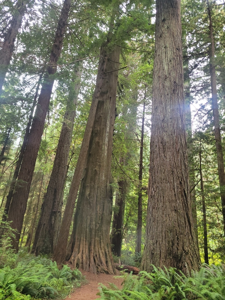 coast redwood from Prairie Creek Redwoods, Prairie Creek Redwoods State ...
