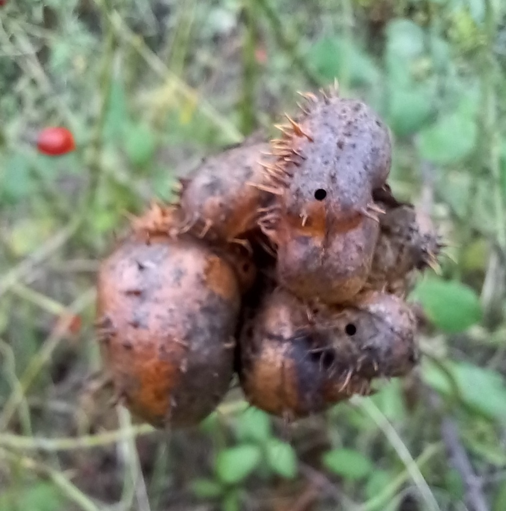 Diplolepis mayri from Fontelas, Loures, Lisboa on September 18, 2023 at ...