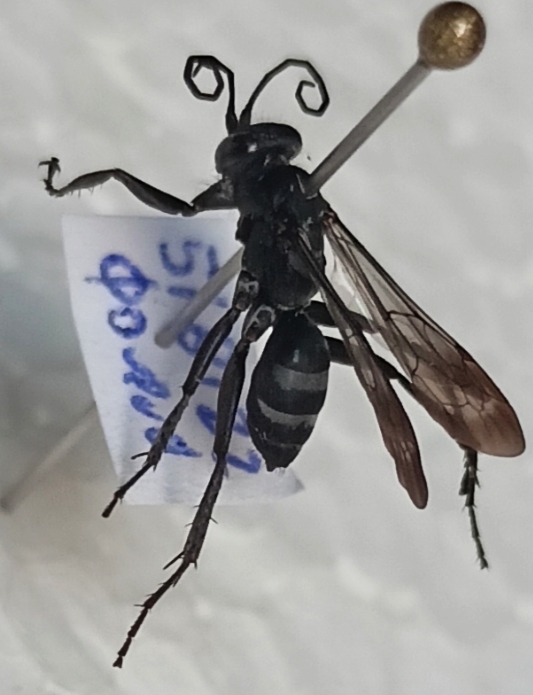 Pompilus in August 2022 by Θάνος Μπουλάς · iNaturalist