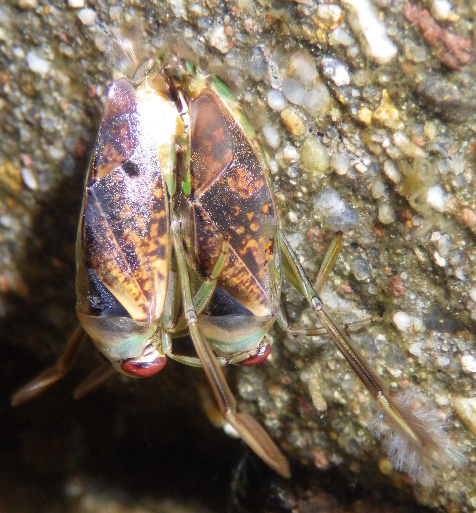 peppered backswimmer from Potsdam Nord, Potsdam, Deutschland on ...