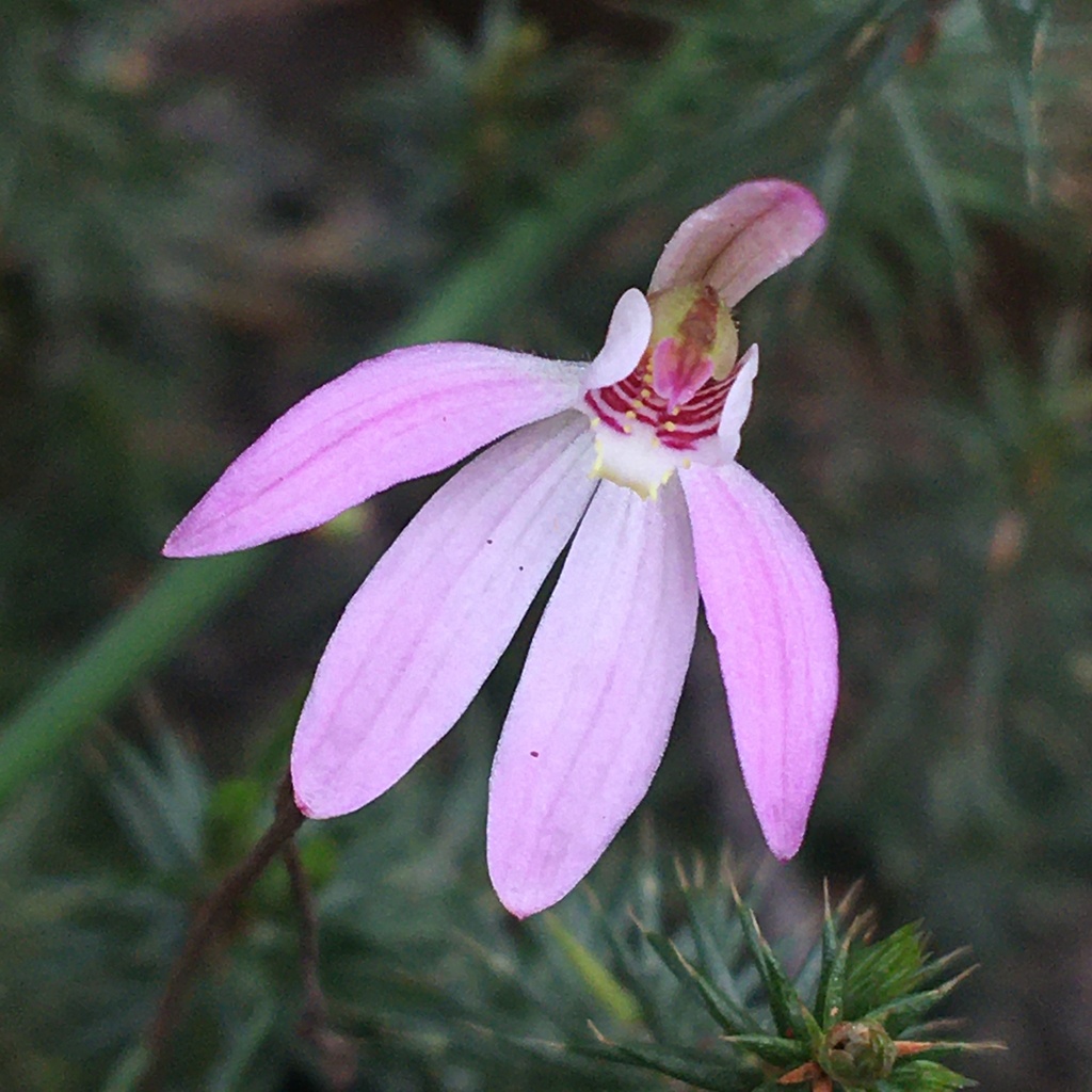Pink Lady Fingers from Tanjil State Forest, Tanjil South, VIC, AU on ...