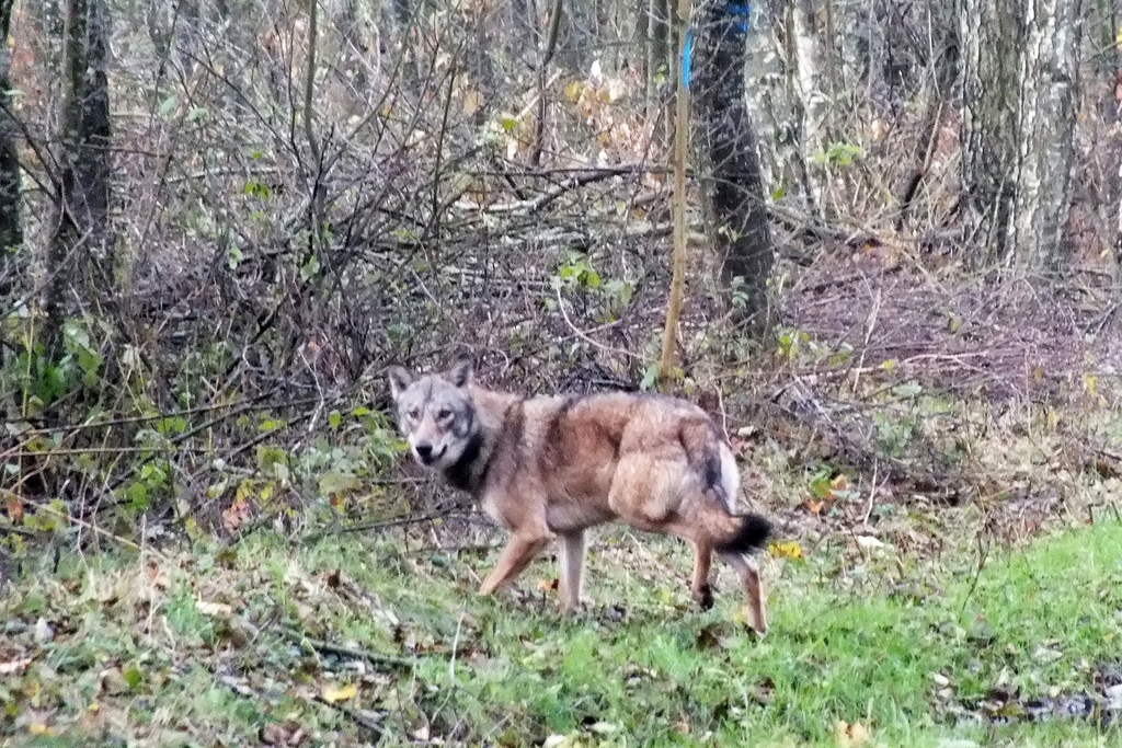 Gray Wolf in November 2017 by Jarosław Krogulec. pack of four wolves ...