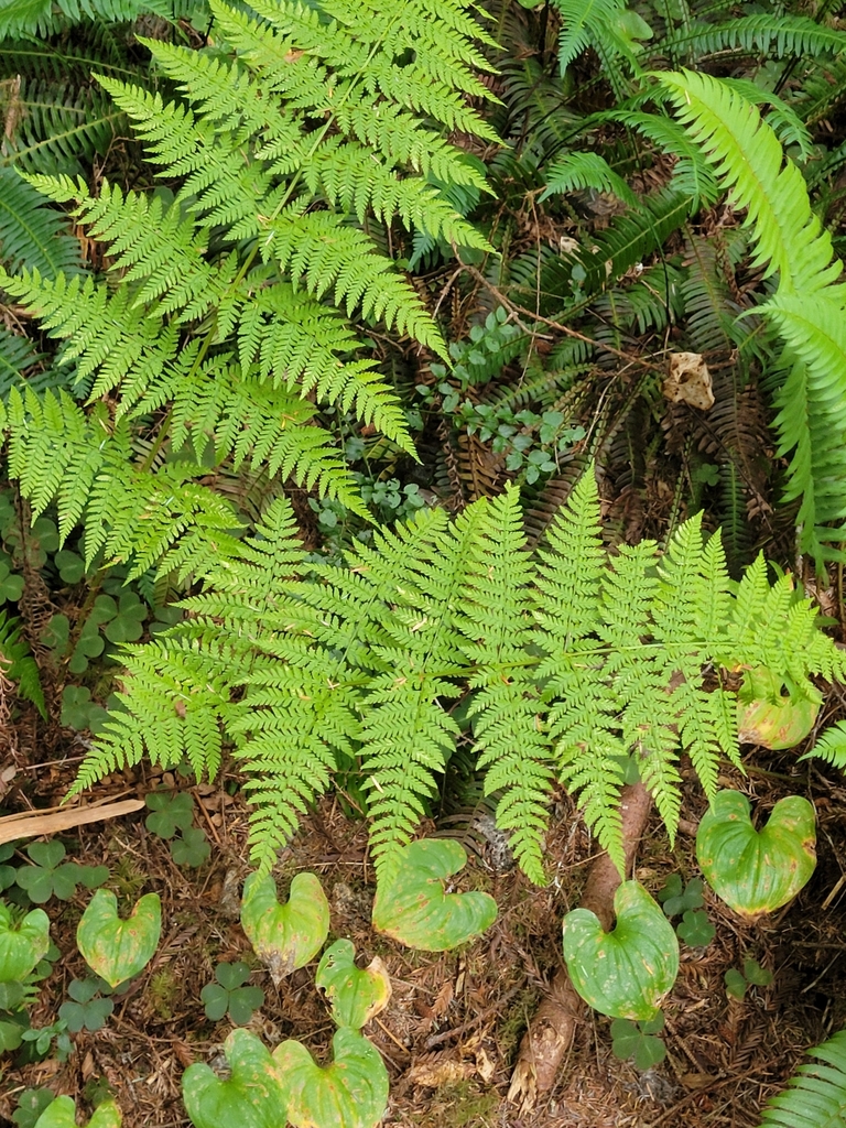 spreading wood fern from Prairie Creek Redwoods State Park, Redwood ...