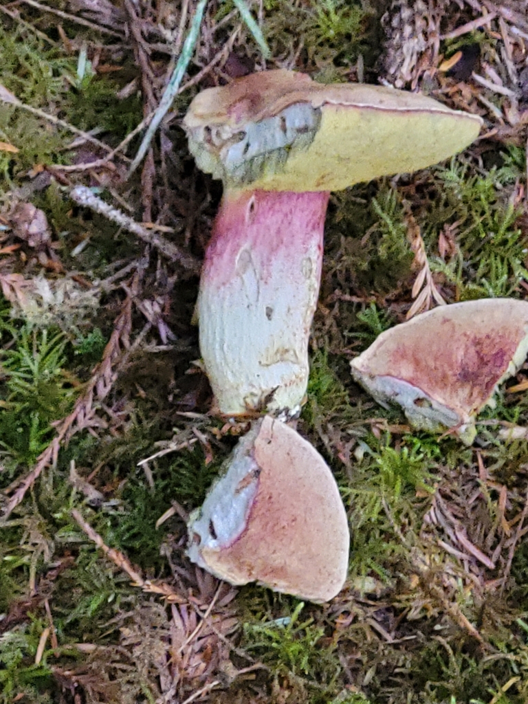 Smith's Bolete from Prairie Creek Redwoods State Park, Redwood National ...
