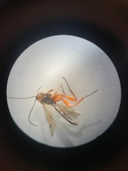 Pimpla pedalis from Mountain Home, ID 83647 on September 18, 2023 at 02 ...