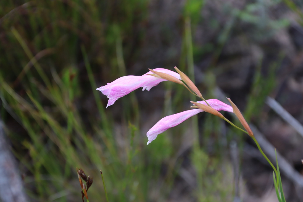 Gladioli from Middagsberg Plateau, Wemmershoek, Hawequas Nature Reserve ...