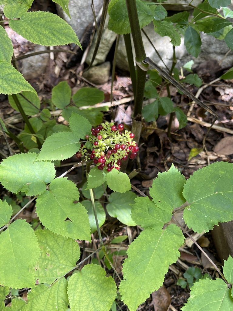 American spikenard from Berks County, US-PA, US on September 18, 2023 ...