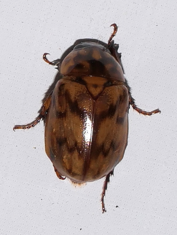 Masked Chafers from Provincia de Cartago, Paraíso, Costa Rica on July ...