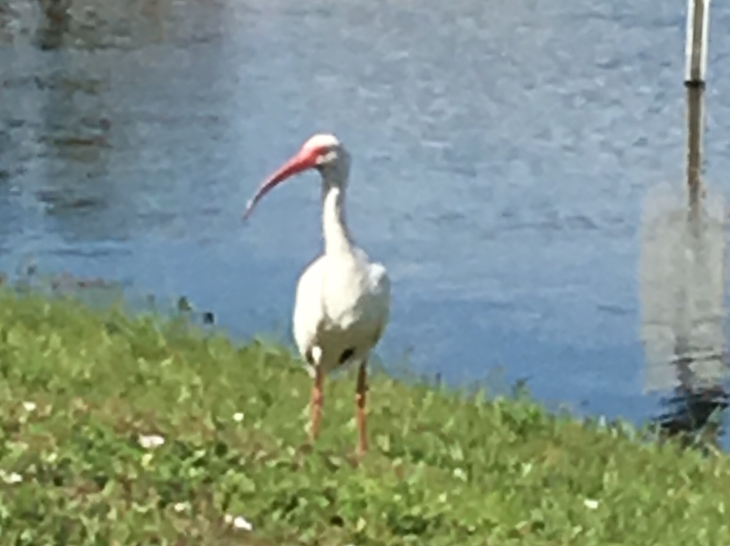 White Ibis from 2 Charleston Cir, Englewood, FL, US on February 22 ...