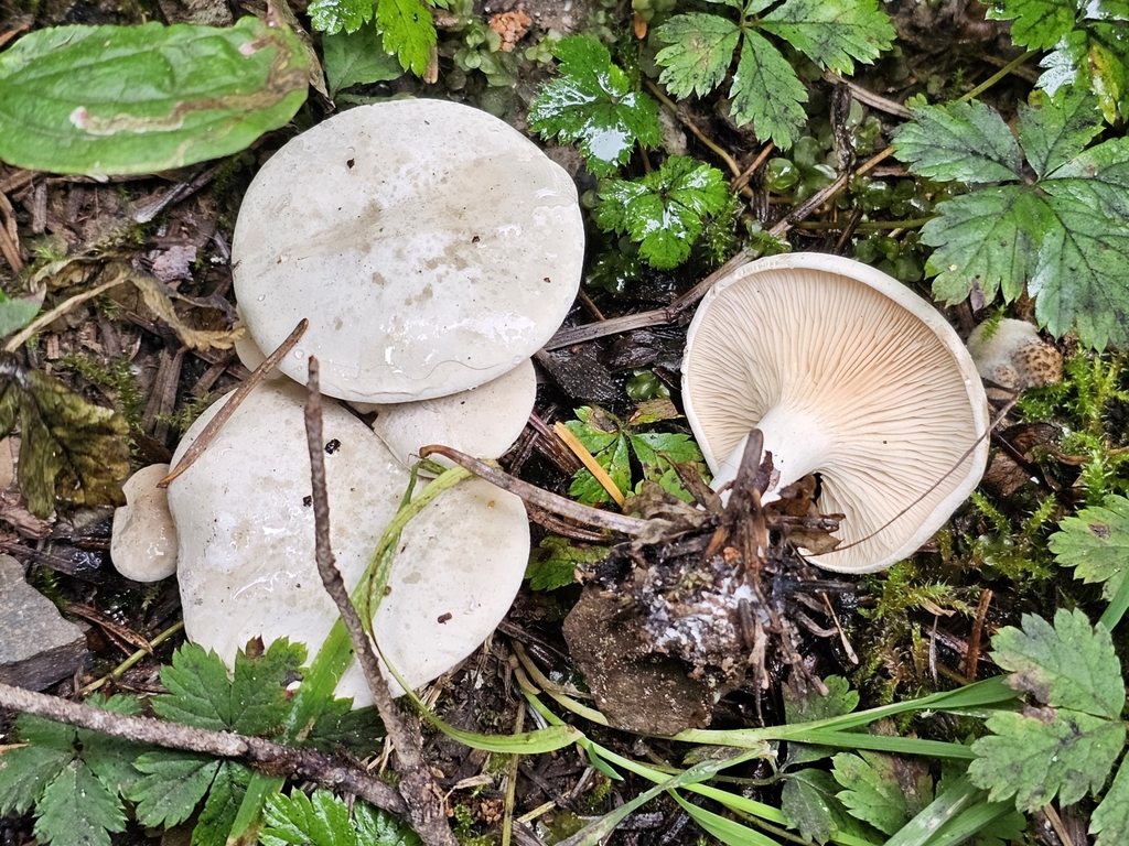 Fool's Funnel from King County, US-WA, US on September 18, 2023 at 01: ...