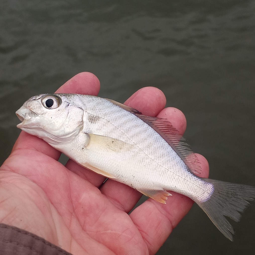 Spot Croaker from Wicomico County, MD, USA on September 18, 2023 at 12: ...