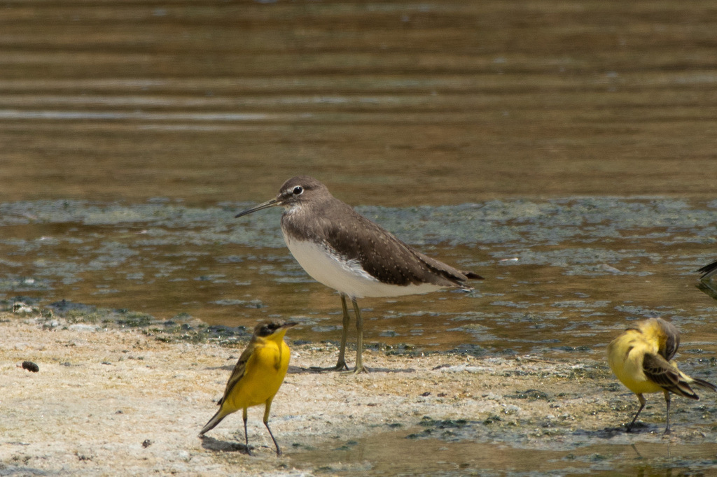 Green Sandpiper from Al Jahra Governorate, Kuwait on September 17, 2023 ...