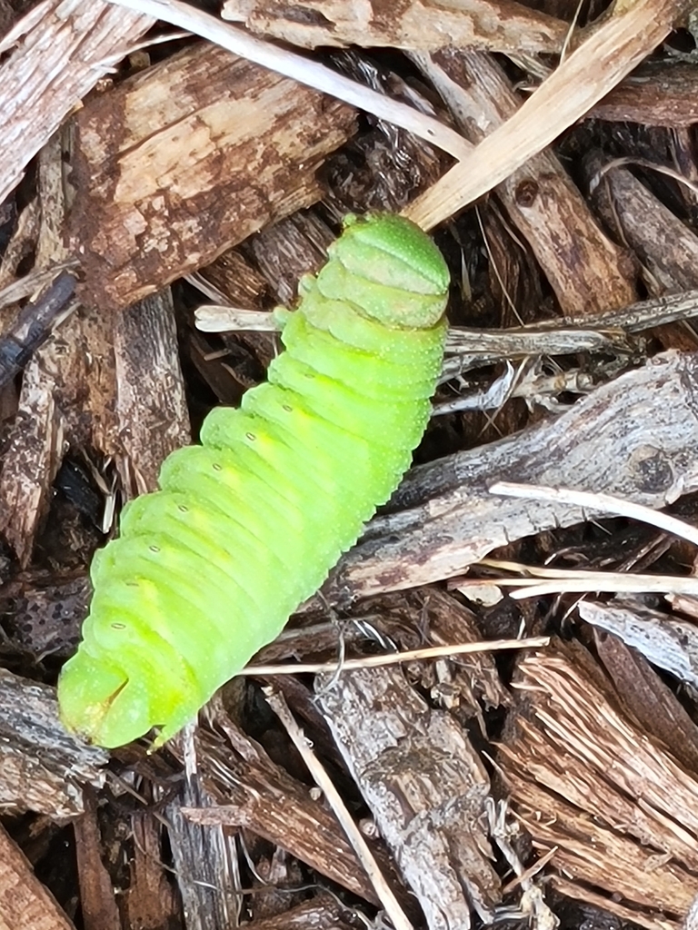 Blinded Sphinx from Aurora, CO 80018, USA on September 18, 2023 at 02: ...