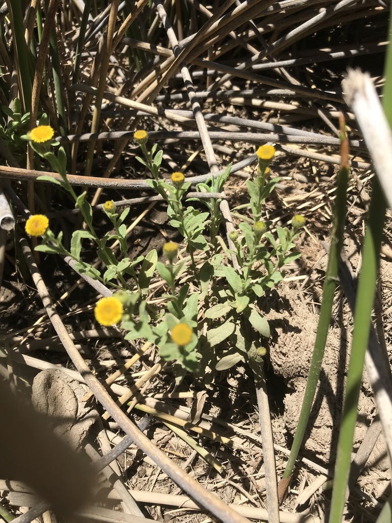 Fleabane from Stormberg District, South Africa on 05 February, 2019 at ...