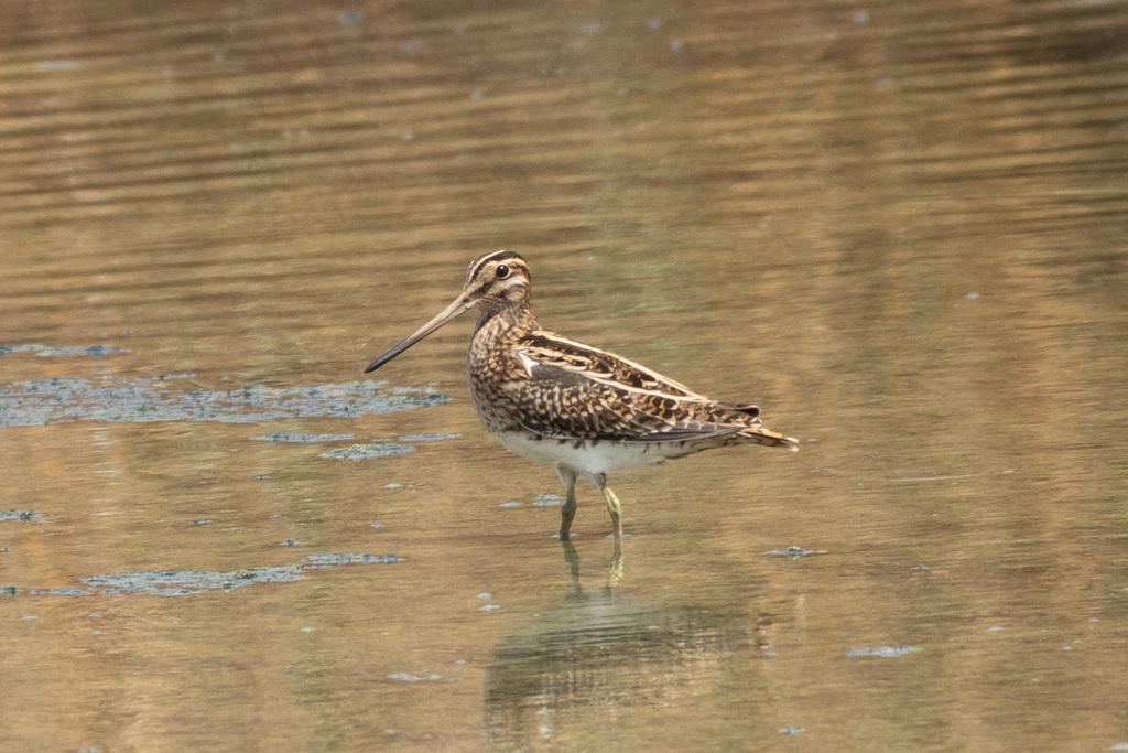 Common Snipe from Al Jahra Governorate, Kuwait on September 17, 2023 at ...