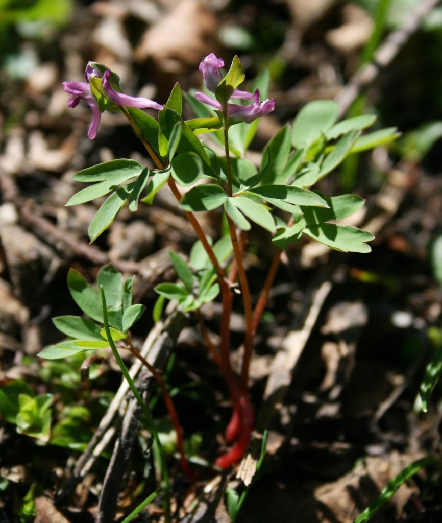 (Fumarioideae) - Botanical Realm