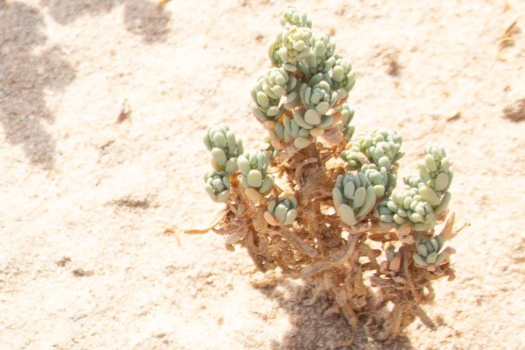 plants from Al Jahra Governorate, Kuwait on September 17, 2023 at 06:05 ...