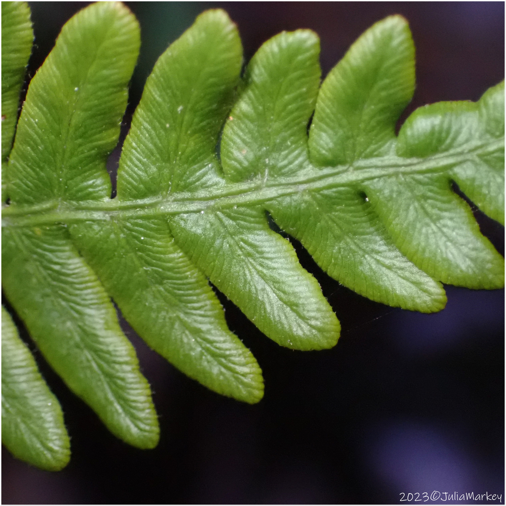 common bracken from Riverside County, CA, USA on September 16, 2023 at ...
