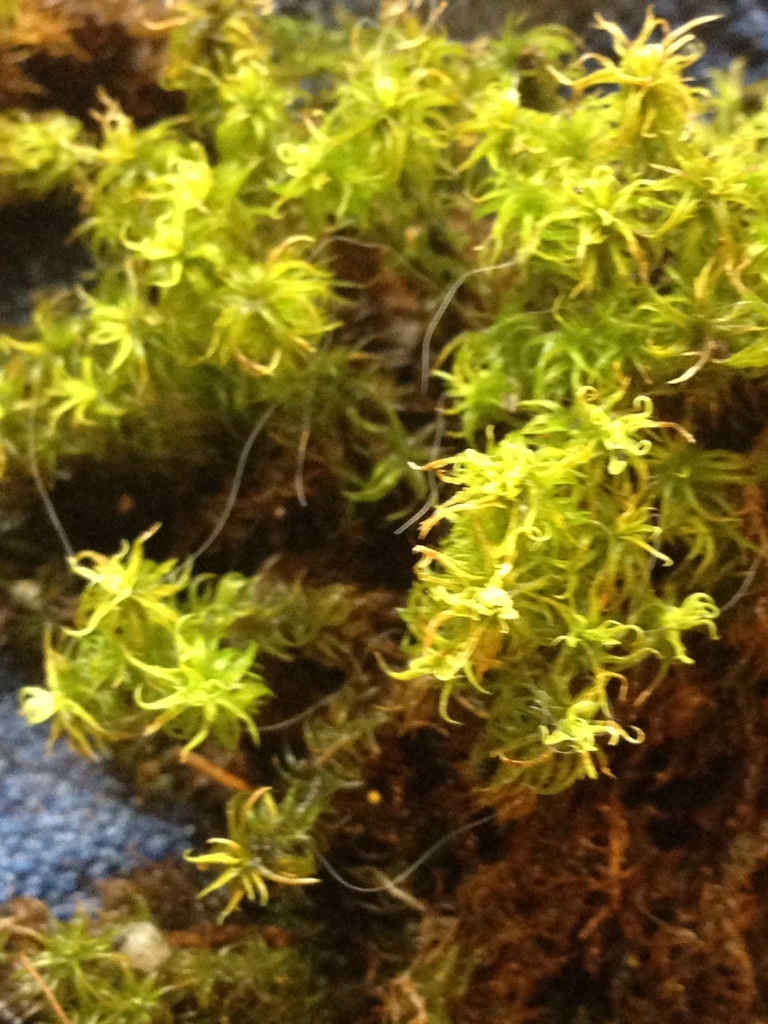 Twisted Moss from 3717 Seville Dr, Nashville, TN, US on February 27 ...