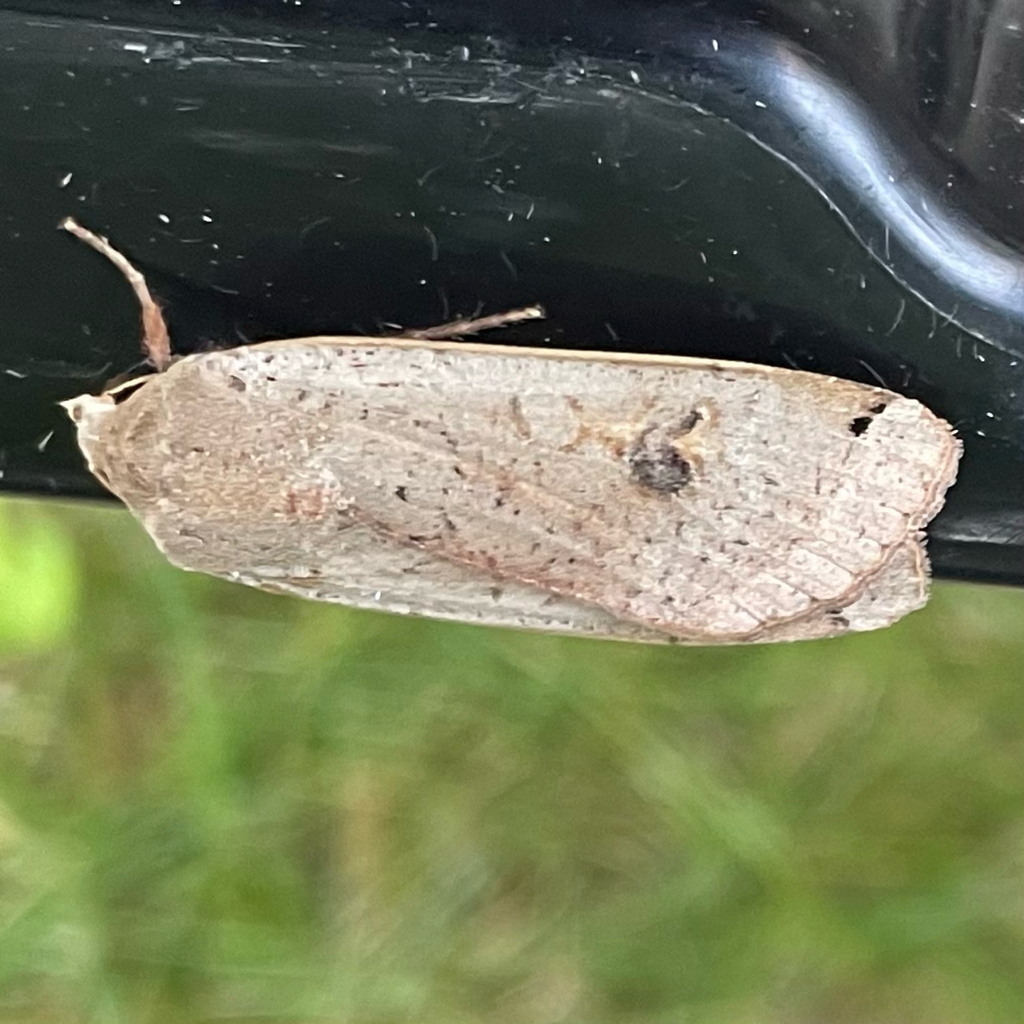 Yellow Underwings from Peterborough on September 17, 2023 at 08:02 AM ...