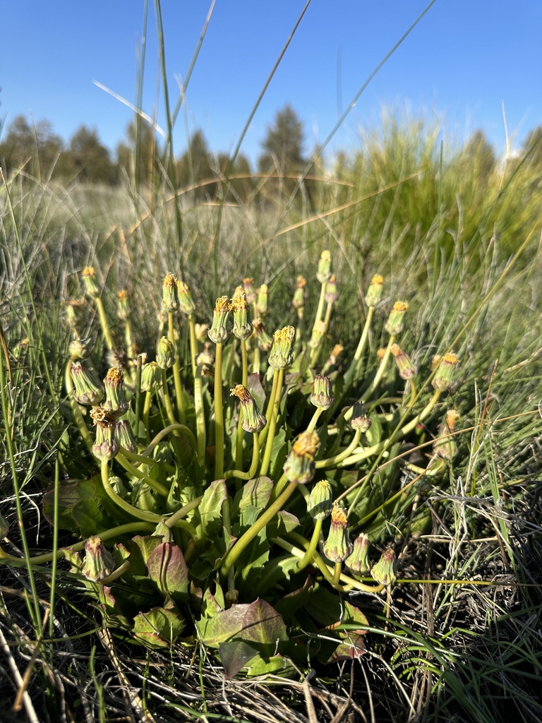 California dandelion in June 2023 by Matt Berger · iNaturalist