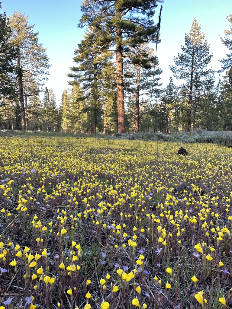 San Bernardino Mountains owl's-clover in June 2023 by Matt Berger ...