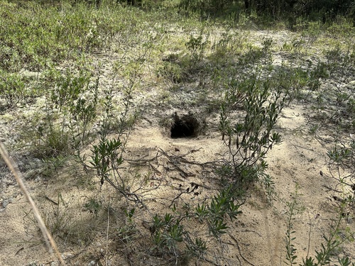 iNaturalist Tracking Database – NatureTracking