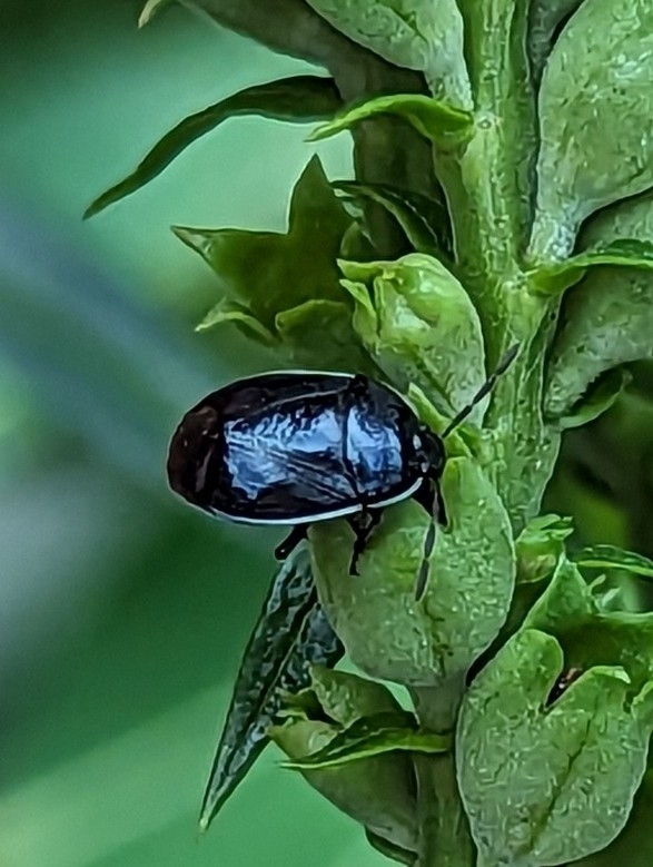 White-margined Burrower Bug from New York, NY 10065, USA on September ...
